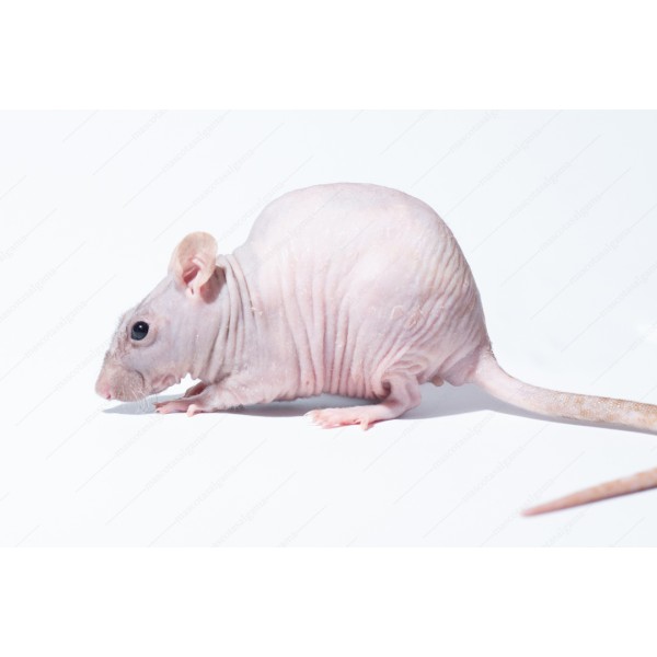 Comprar Rata Calva | Animales exóticos | Mascotas Algama